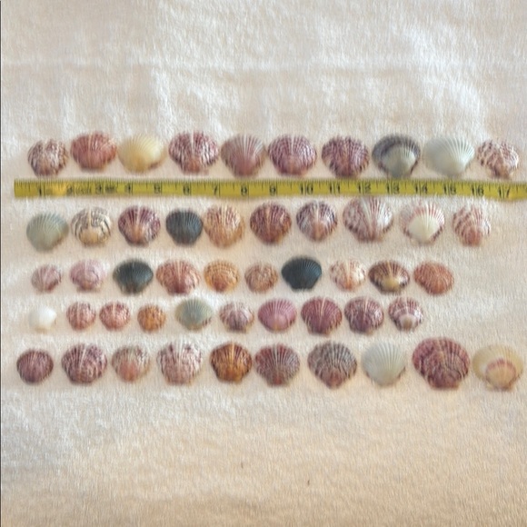 sea shells | Other | 5 Sanibel Island Scallop Shells Assorted Seashell Collection | Poshmark